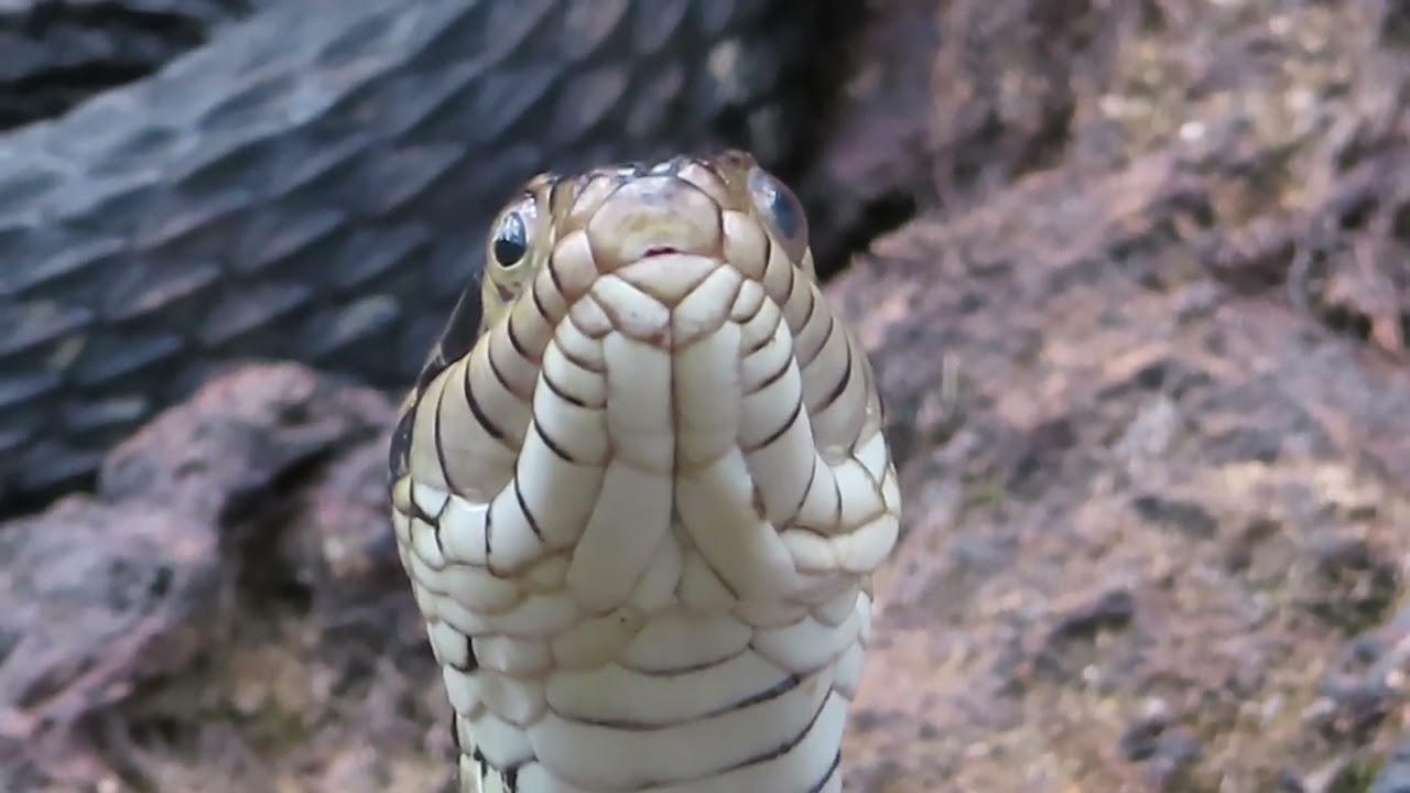 Little Withlacoochee River... Kayaking Florida - YouTube