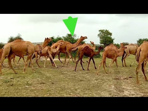 Big camel chasing to female camel's group and high leap - YouTube