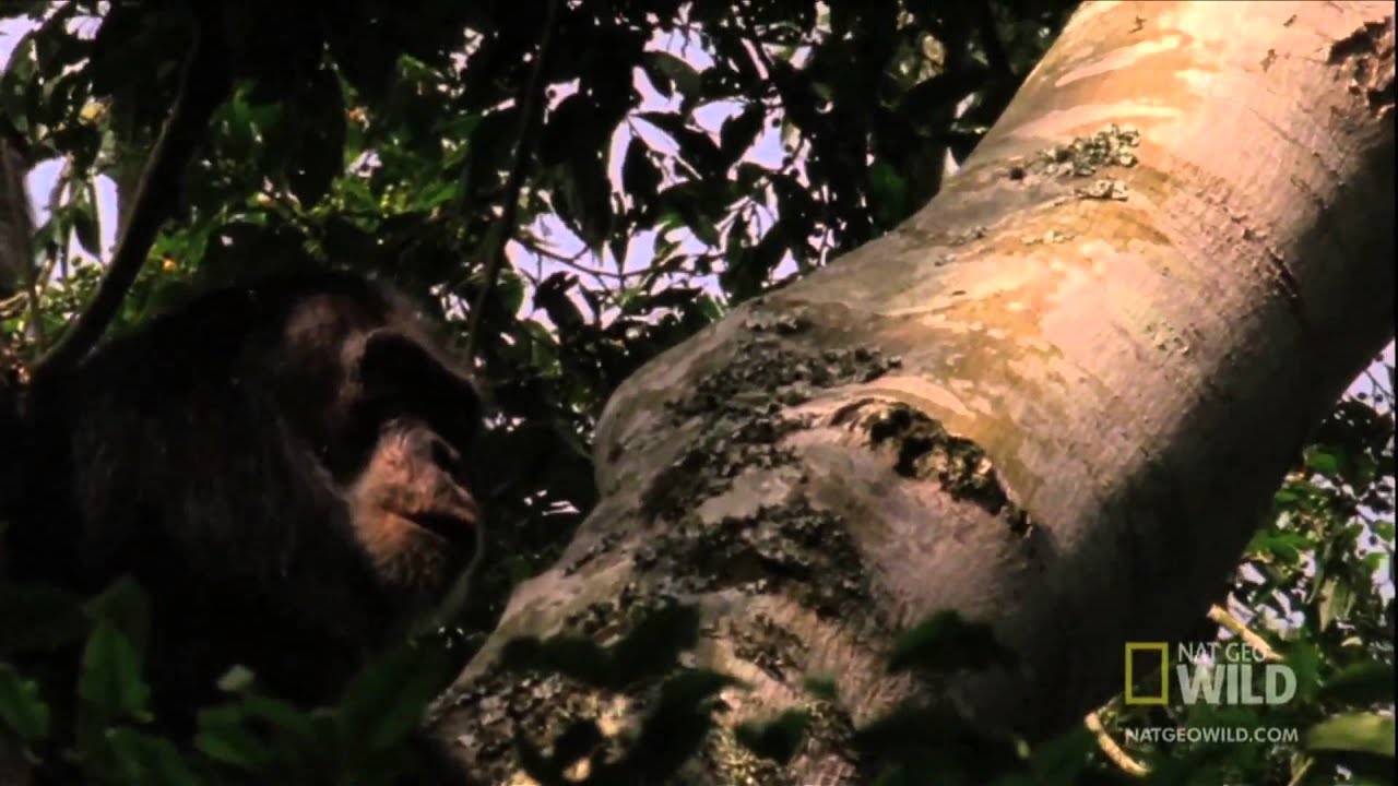 Killer Chimpanzees hunting and eating smaller monkeys HD - YouTube