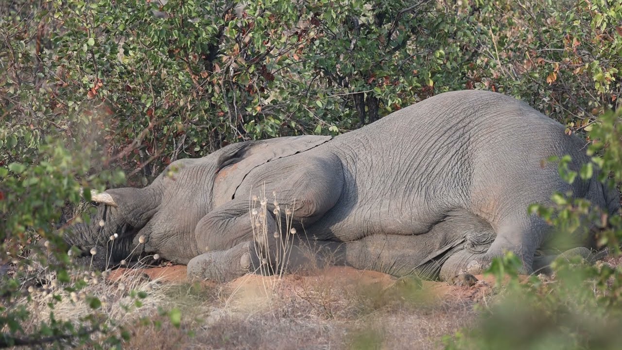 Snoring Elephant and MORE!!! - YouTube