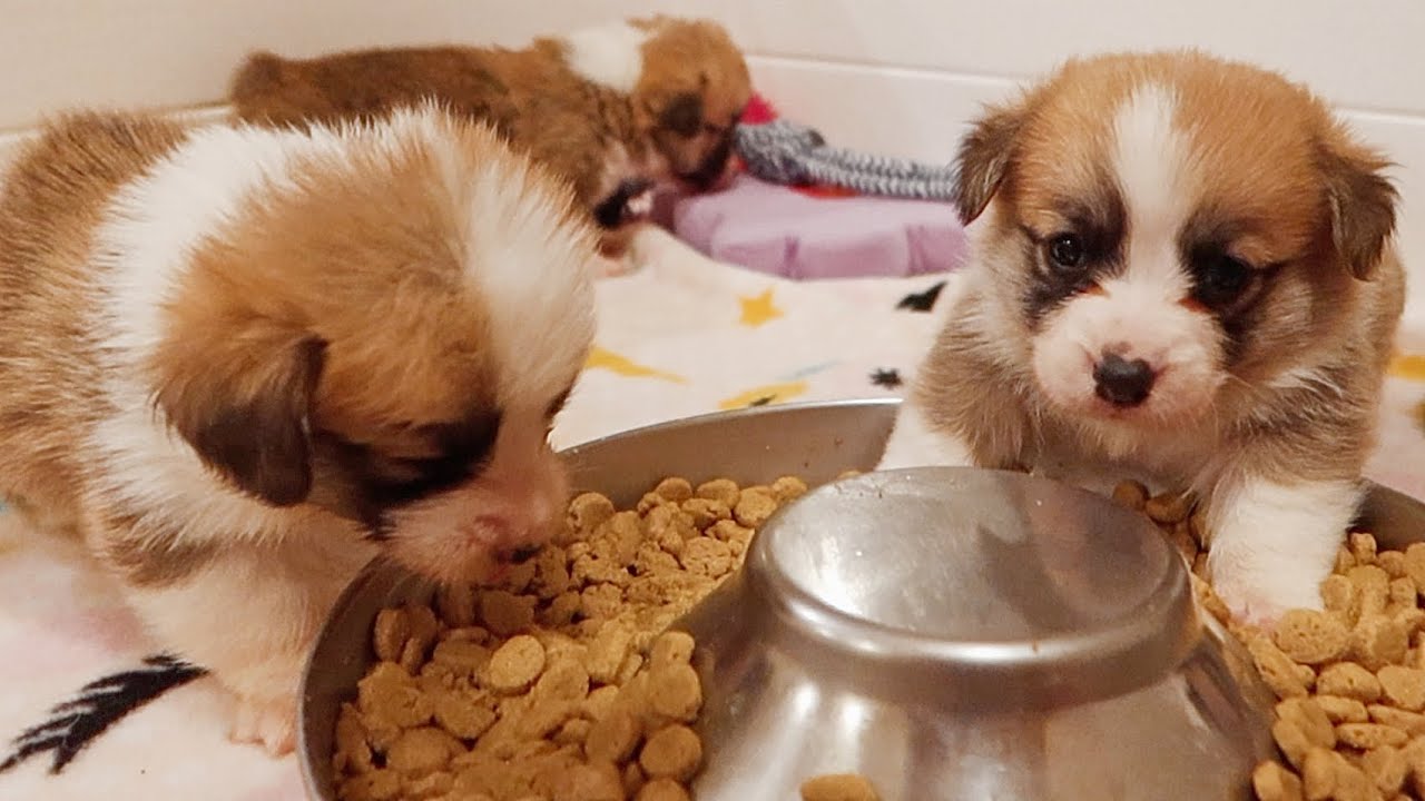 Corgi Puppies First Real Meal!! - YouTube