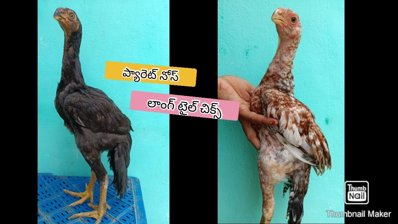 Parrot Beak Long Tail Chicks | 8639717935 | Video 2356 | Rythu Market 2 ...