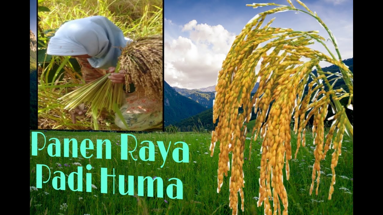 Panen Raya Padi Huma - Calung Tarawangsa - YouTube