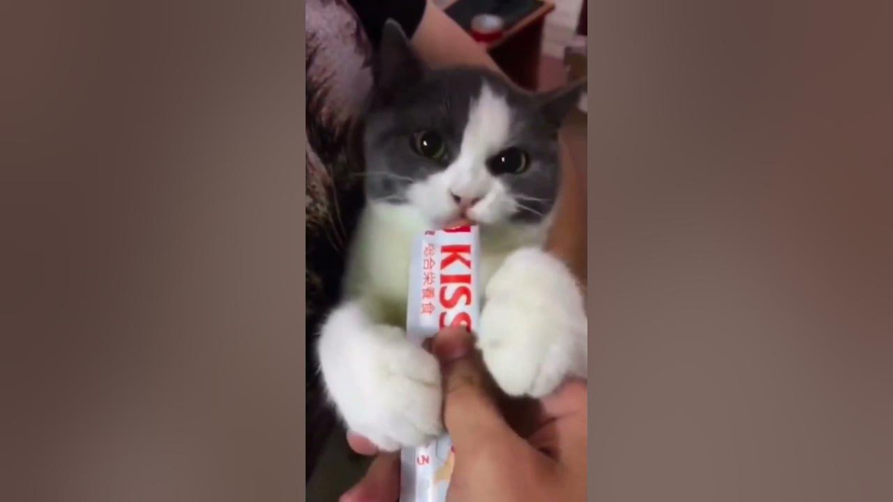 funny cat#cat#cats#catlover #catshorts #funnycats#youtubeshorts #funnyvideo #music - YouTube