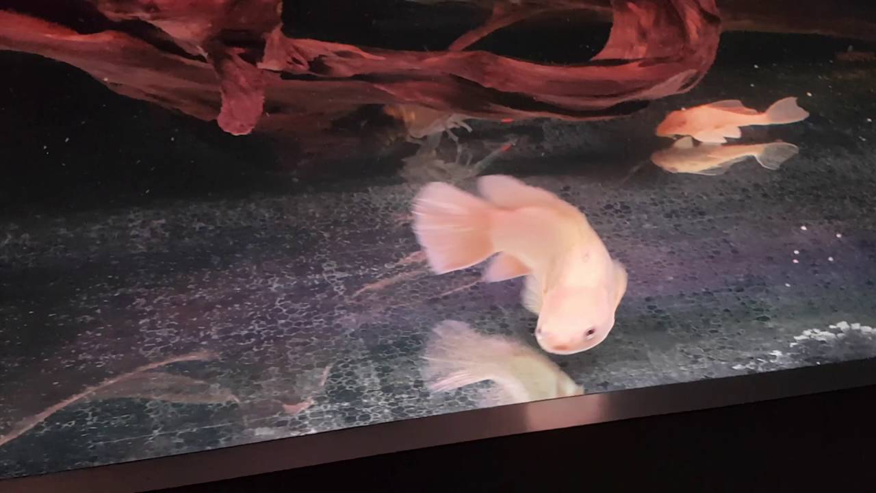 Albino perch - YouTube