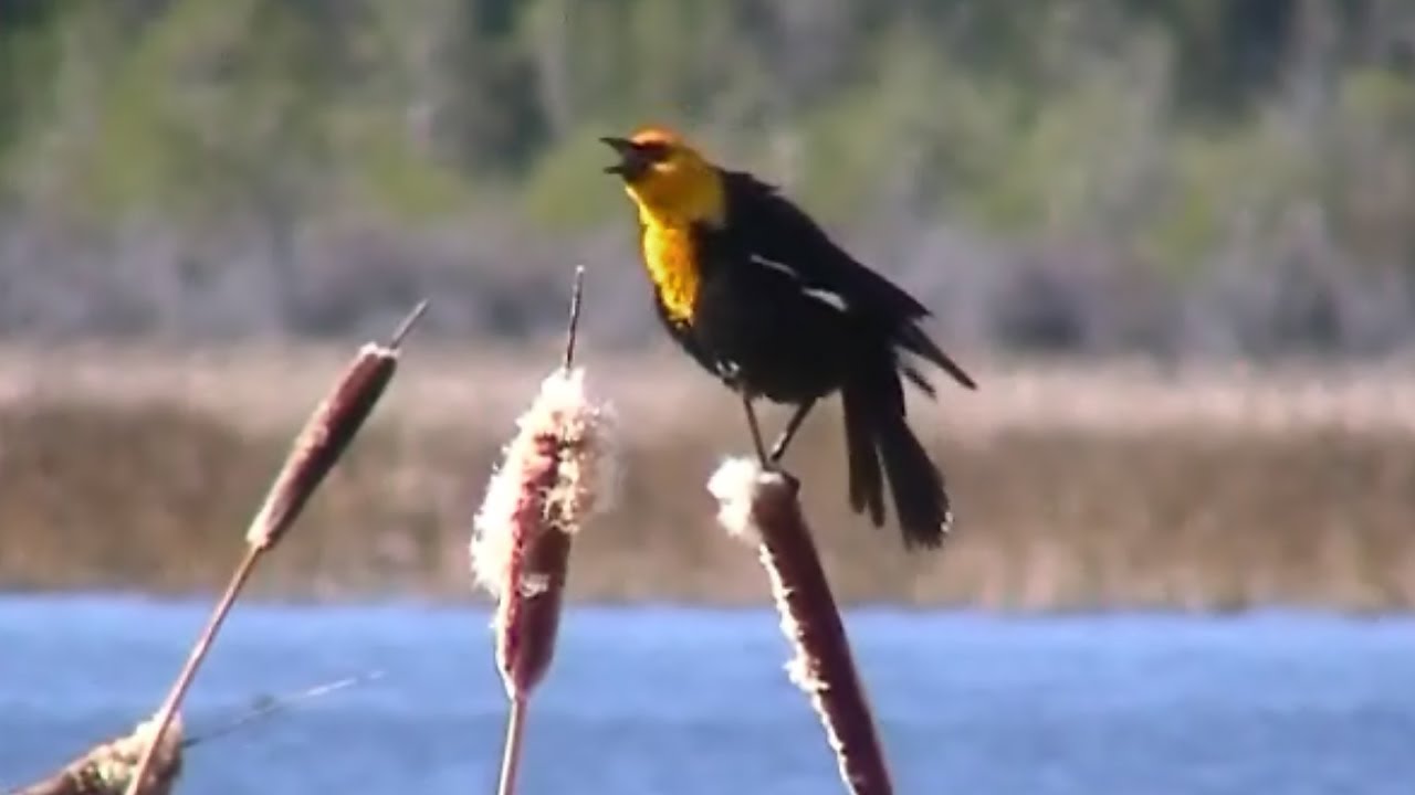 Calls of the Yellow-Headed Blackbird - YouTube
