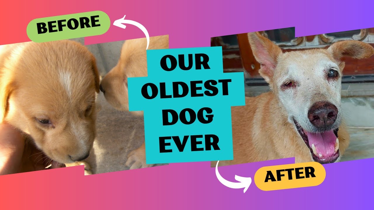 My 16 Years old Super Active Dog | Our Oldest dog ever in our dog pack ...