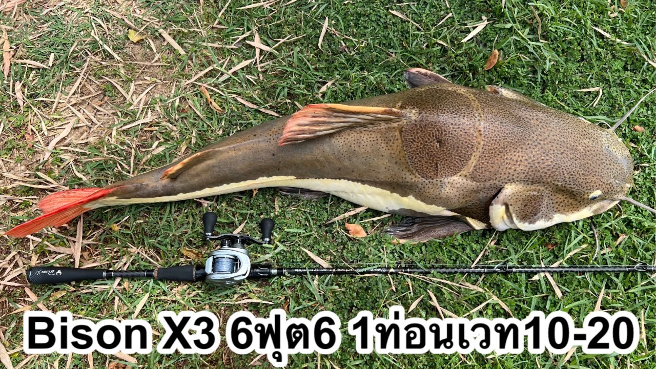 BISON X3 ท่อนเดียวก็เฟี้ยวอยู่นะครับ😆😆 - YouTube