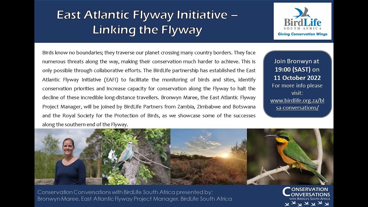 Conservation Conversations: BirdLife's East Atlantic Flyway Initiative ...