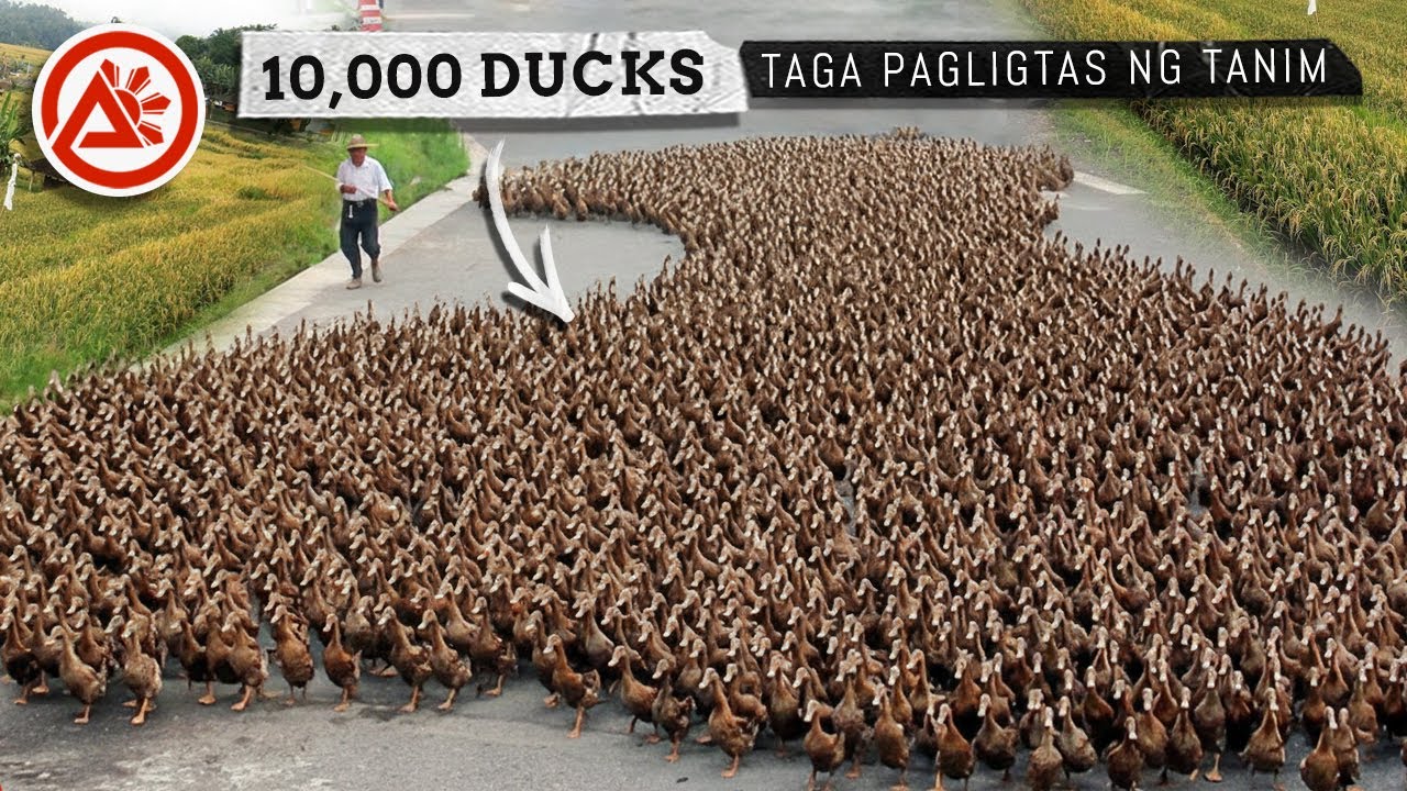 10,000 na mga Itik - Grabe ang Dami!, Sila Pala ang Nagpo-protect ng ...