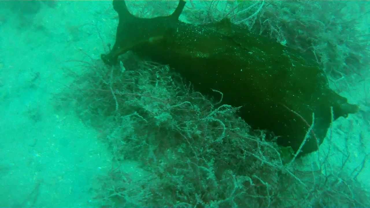 Lièvre de mer (Aplysia), Lanvéoc (Rade de Brest) - YouTube