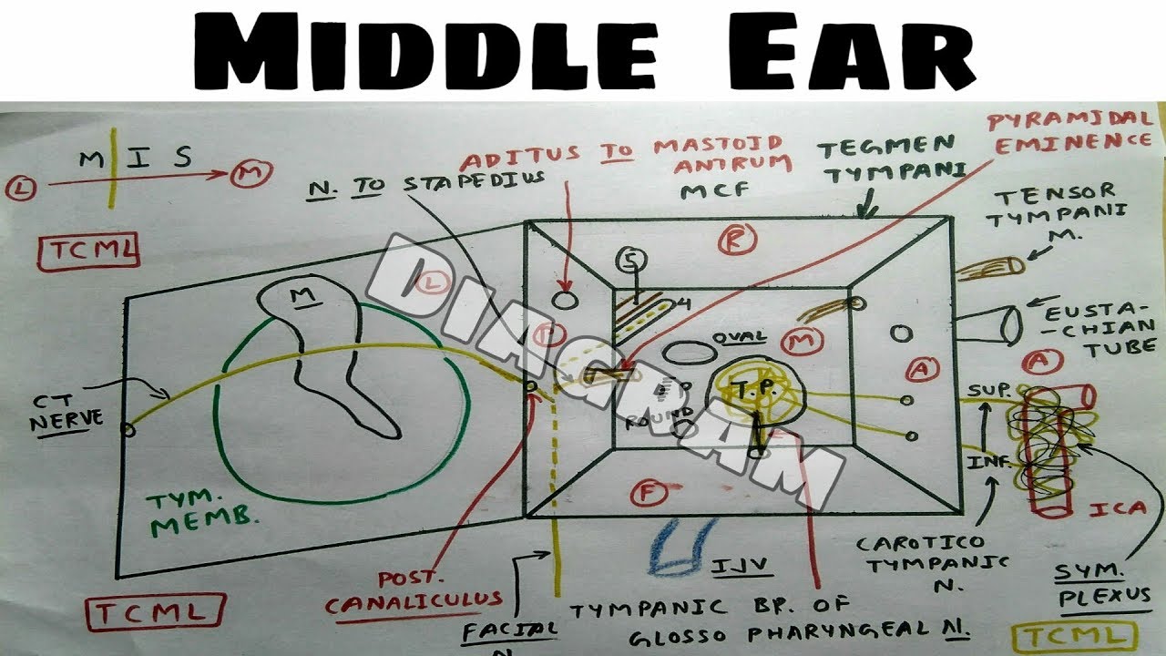 Middle Ear - 6b Diagram (Chart) | TCML - YouTube