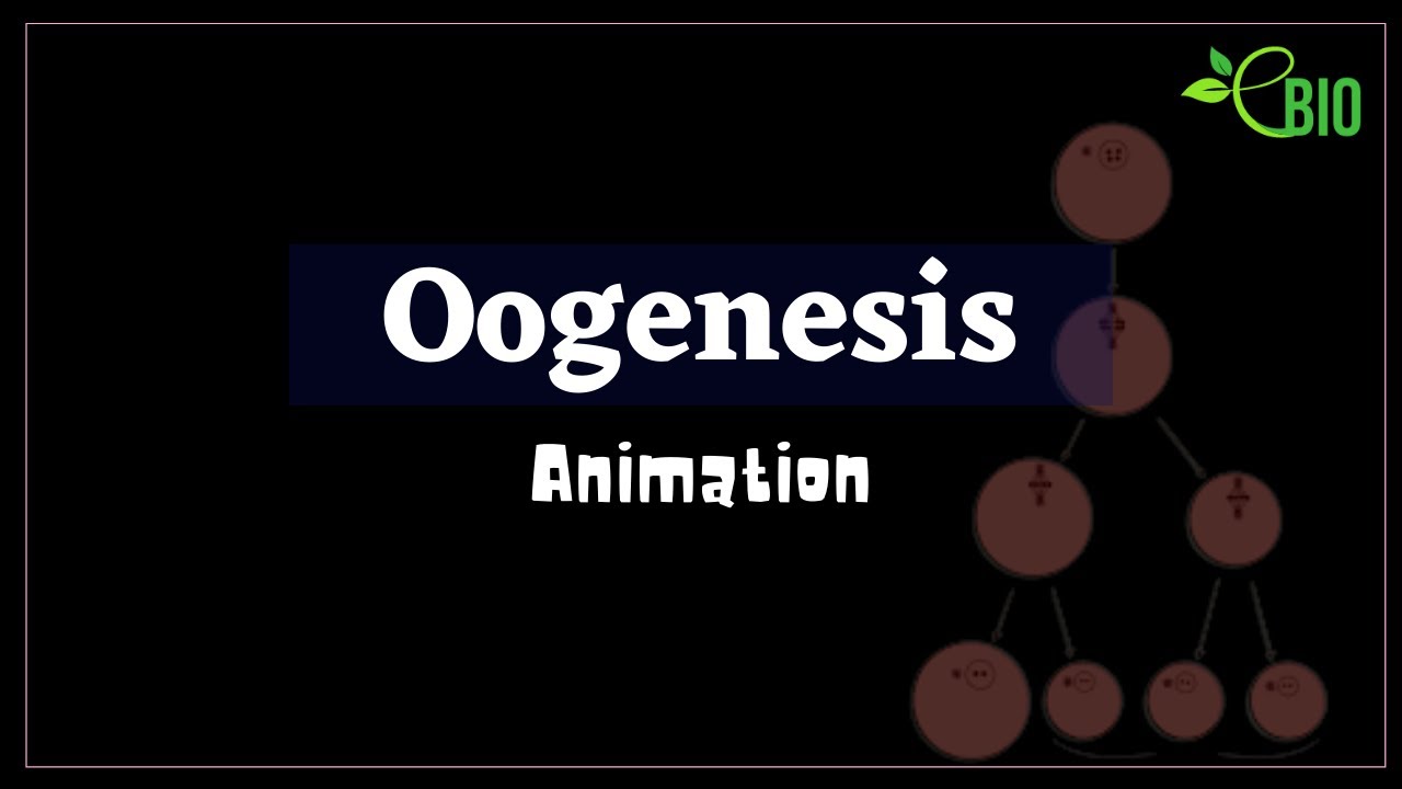 Oogenesis Animation - YouTube