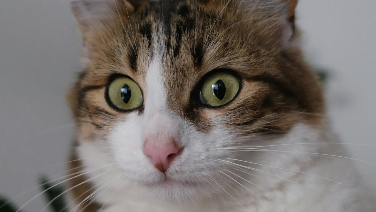 Funny Animals reaction - YouTube