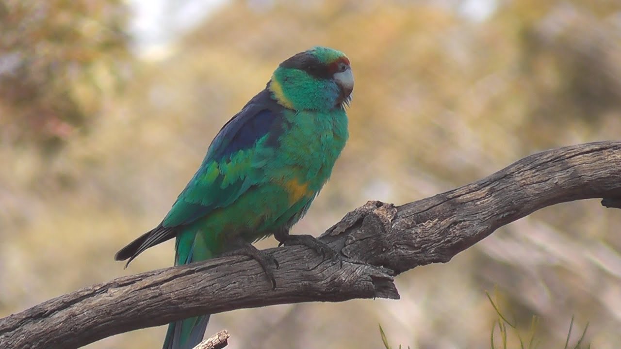 Australian Ringneck (Barnardius zonarius) HD Video Clip 2/2 - YouTube