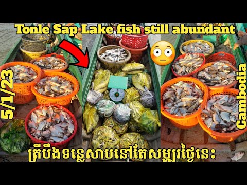 Tonle Sap Lake || Tonle Sap fish still abundant this month ...