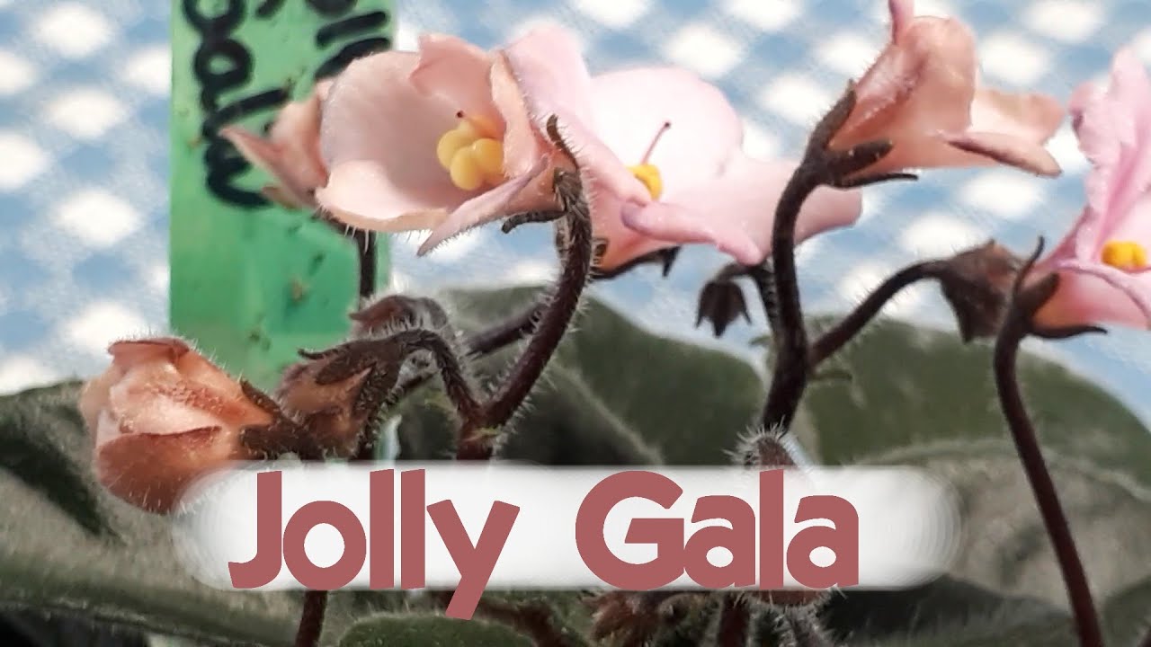 Jolly Gala, African violet bloom of the day. Violette africaine, fleur ...