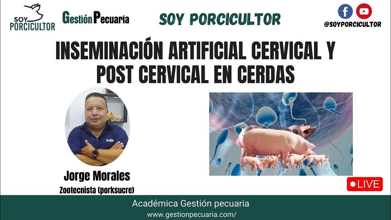 Inseminación artificial cervical y post cervical en cerdas - YouTube