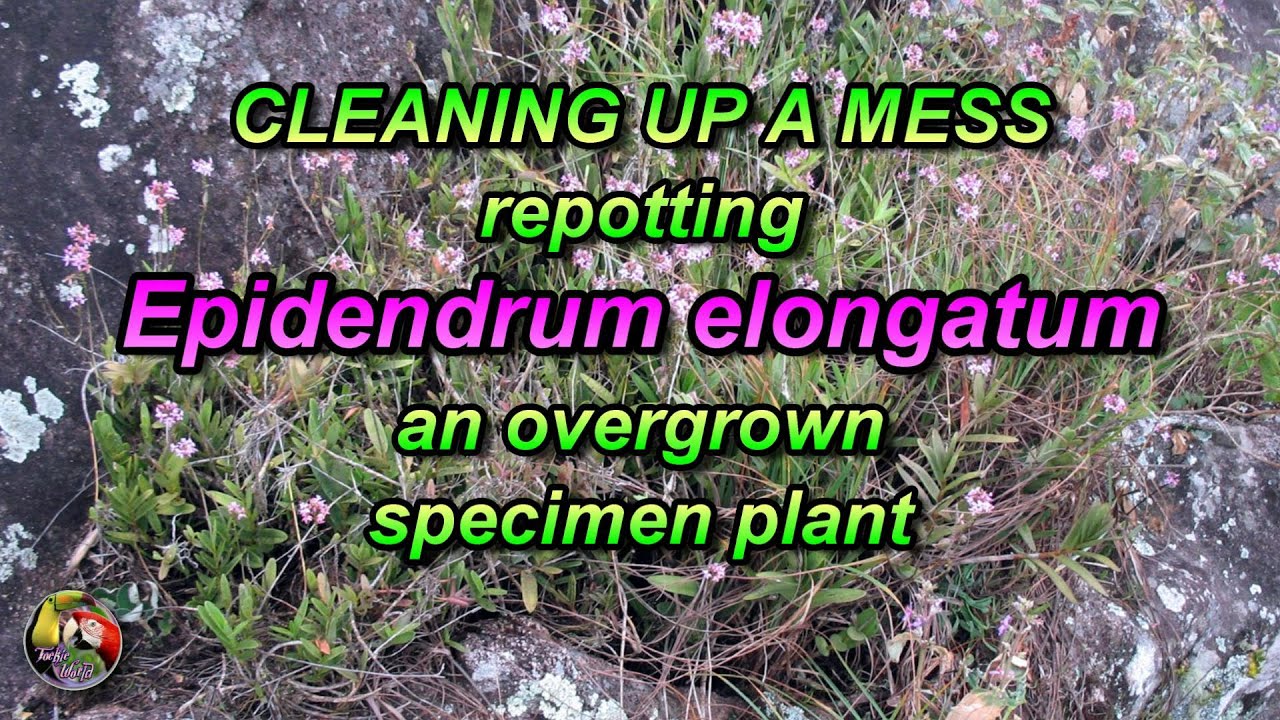 CLEANING UP A MESS & repotting Epidendrum elongatum - an overgrown ...