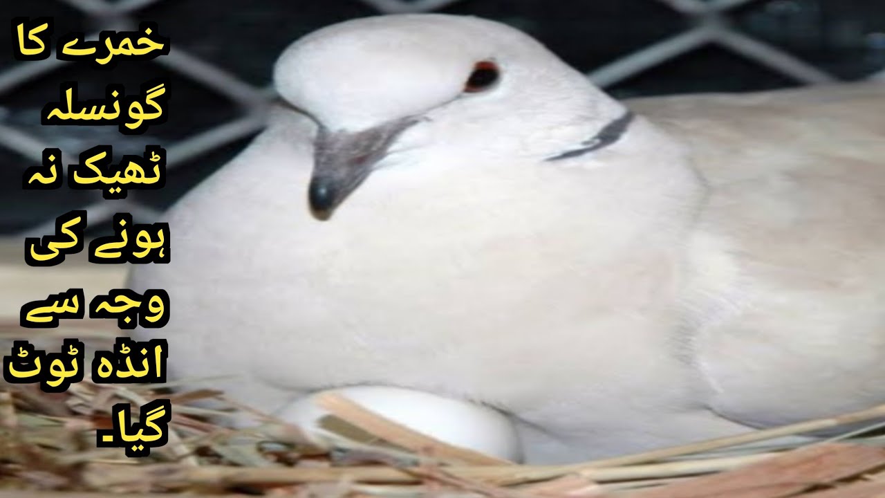 Khumray dove ki first breed ghonsla sae na hony sy zaya ho gayee ...