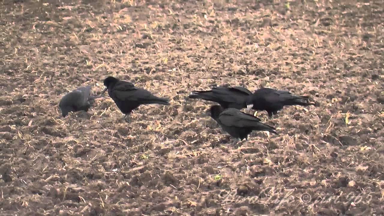 Havran polní (Corvus frugilegus),Havran čierny,Saatkrähe,Rook - YouTube