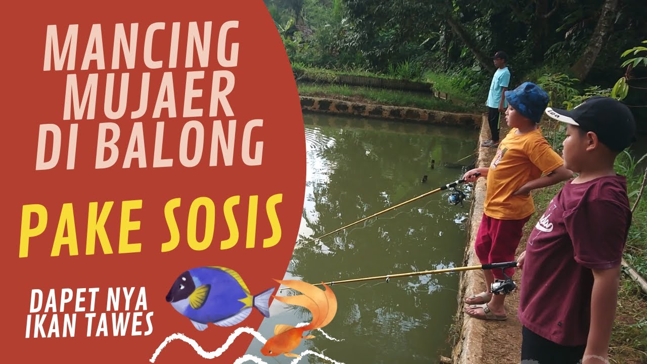 ️ Mancing Mujaer Dapet Ikan Nila - YouTube