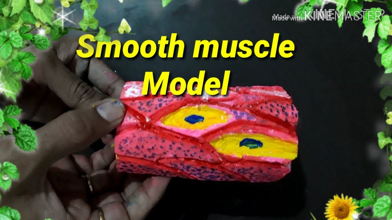 How to make smooth muscle model - YouTube