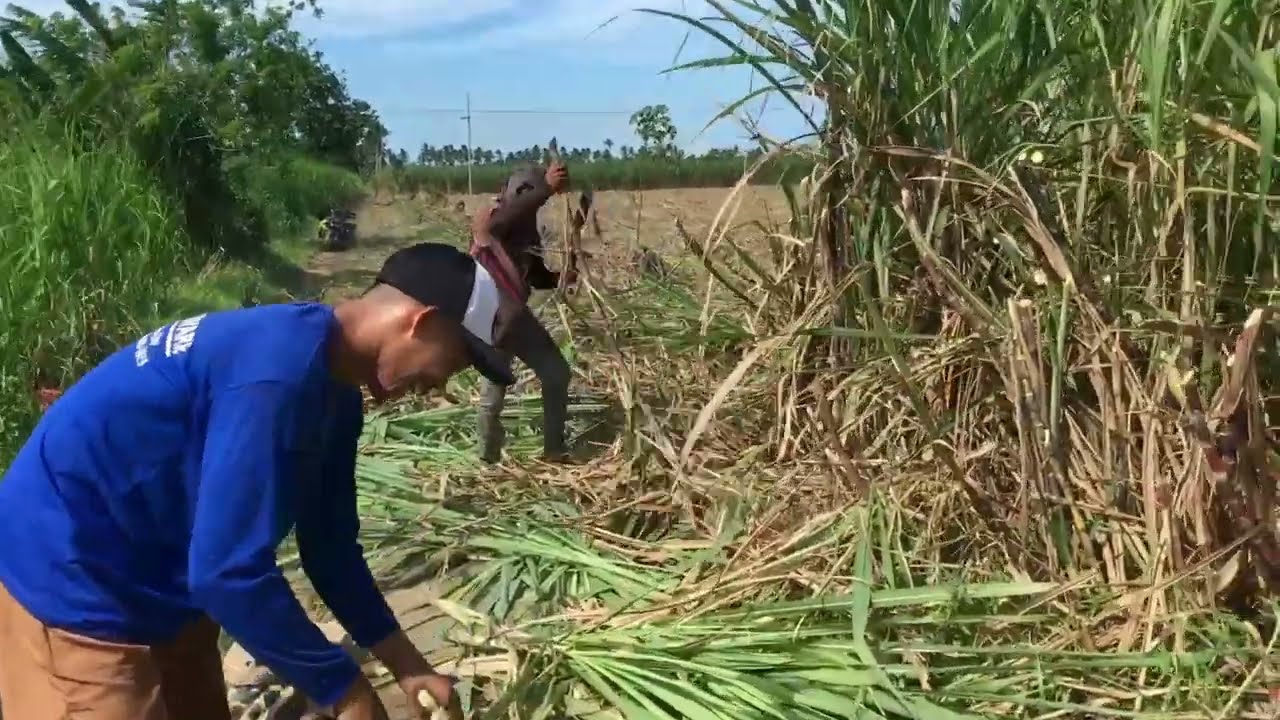Pagtatabas ng Tubo sa Sugar Capital ng Pilipinas/Negros Occidental ...