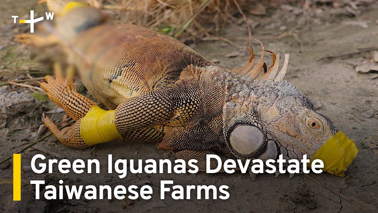 Green Iguanas Devastate Taiwanese Farms｜TaiwanPlus News - YouTube