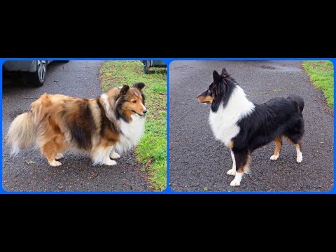 Cash is Teaching Princess how to Bark and Protect Herself, Shelties Can ...
