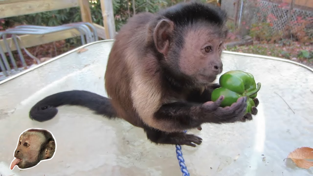 Monkey Pepper Bath - YouTube