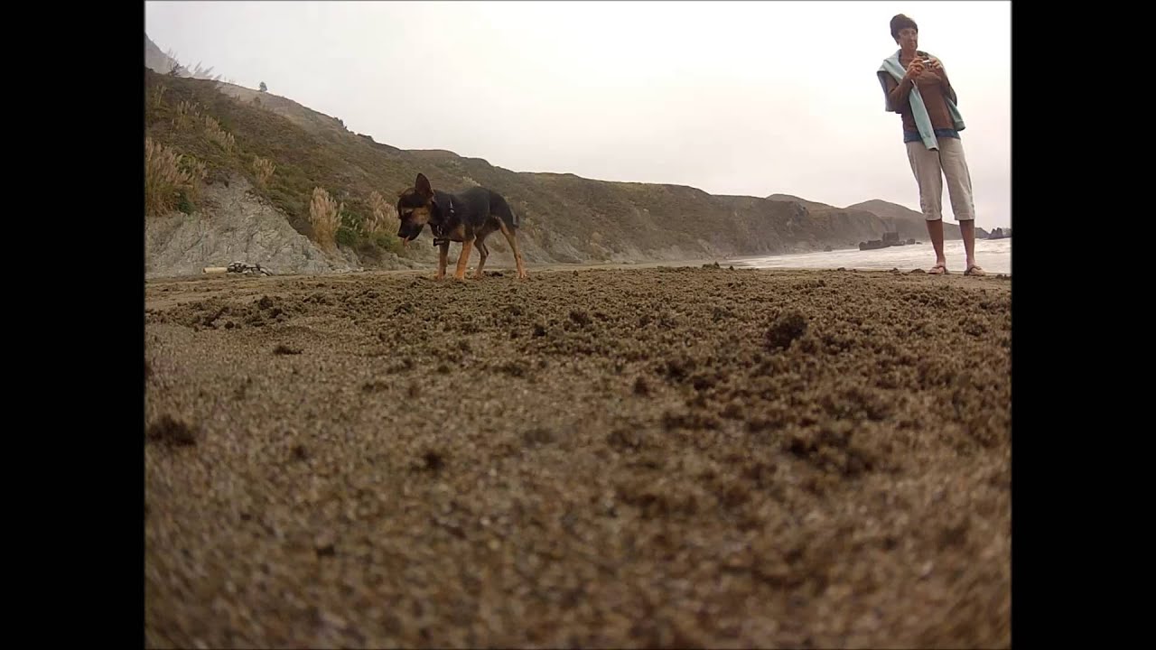 Jagger Digs the Beach - YouTube