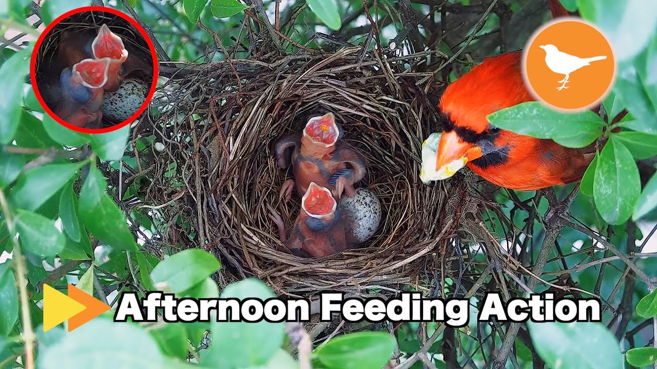 Cardinal Chicks Afternoon Feedings [Cardinal Nest Day 3] - YouTube