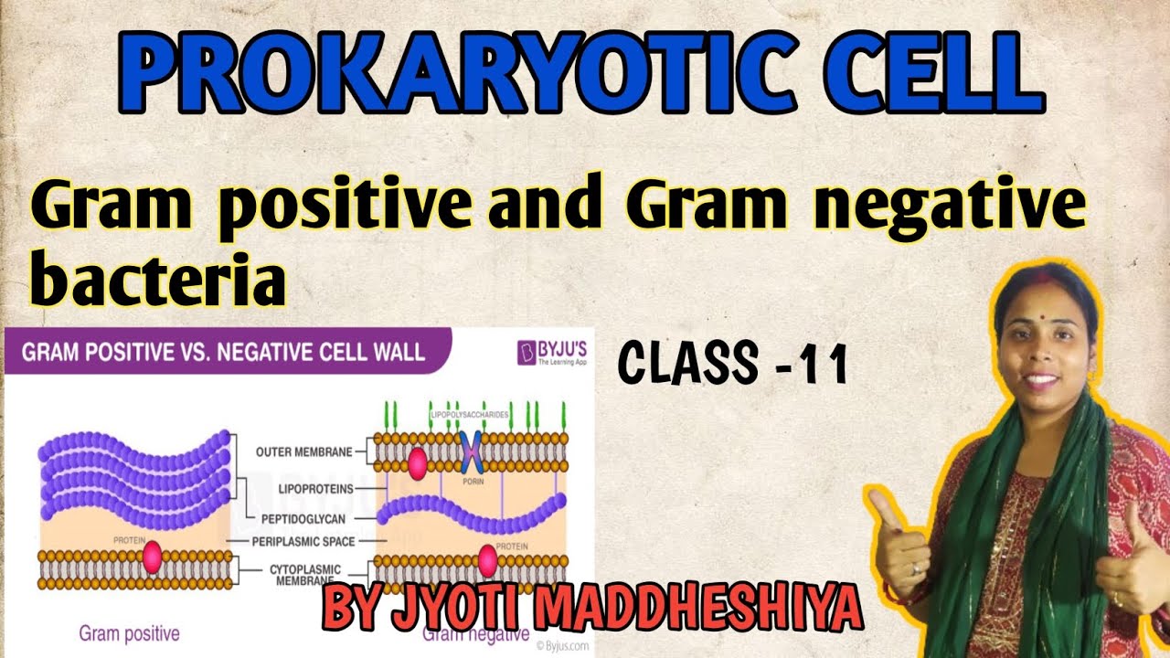 PROKARYOTIC CELL | GRAM POSITIVE AND GRAM NEGATIVE BACTERIA | NCERT ...