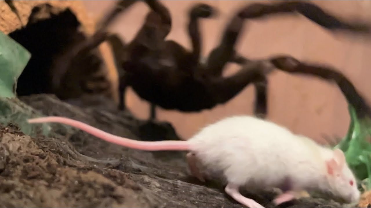 Goliath Birdeater Tarantula (Theraphosa stirmi) eats a live mouse - YouTube