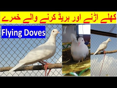 Khumray Doves kholey ghumtay howay kabutar ki tarah Flying Doves like ...