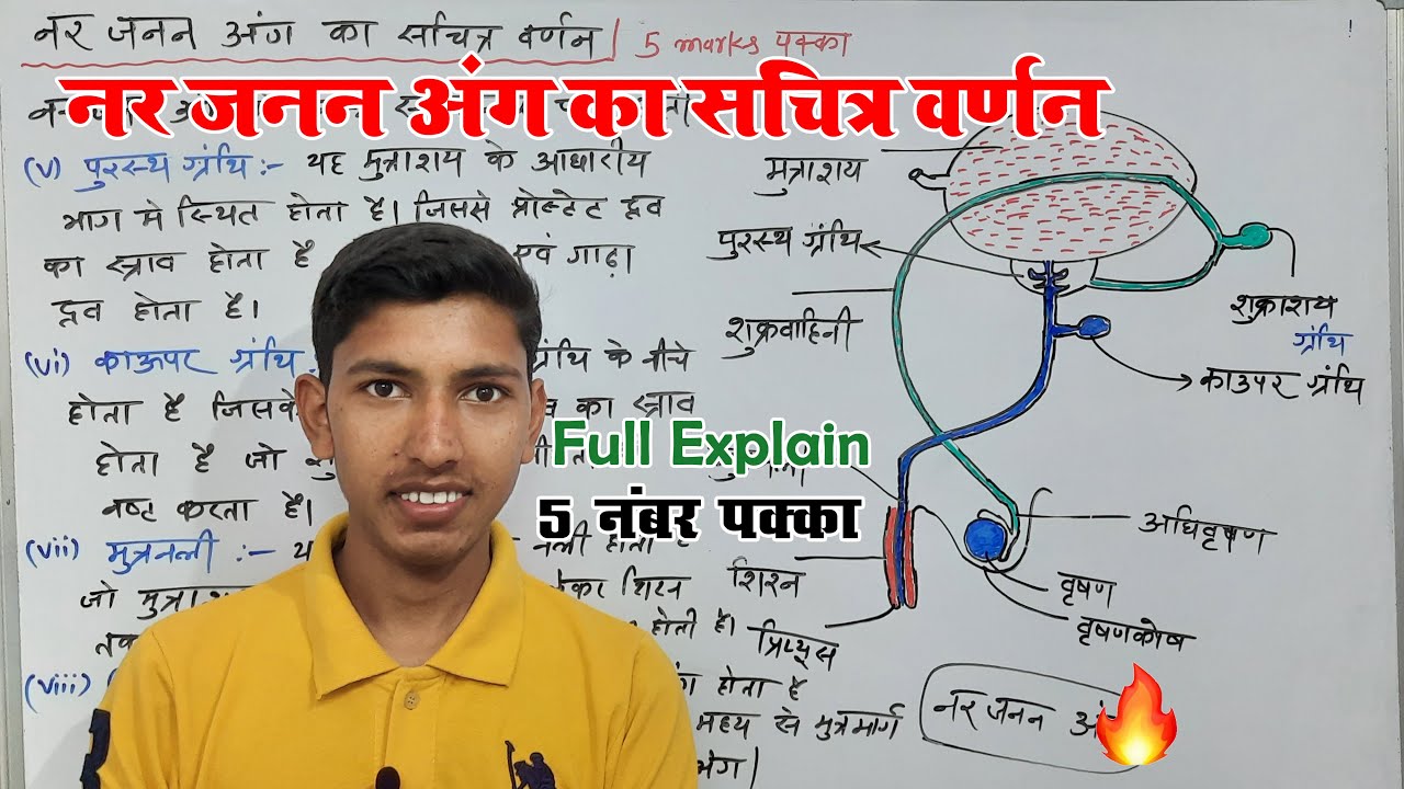मानव नर जनन तंत्र का सचित्र वर्णन || male reproductive system in hindi ...