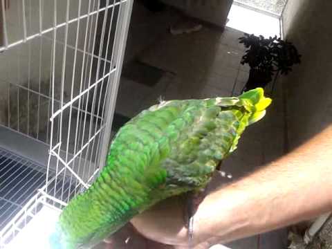 Papagaio filhote - YouTube