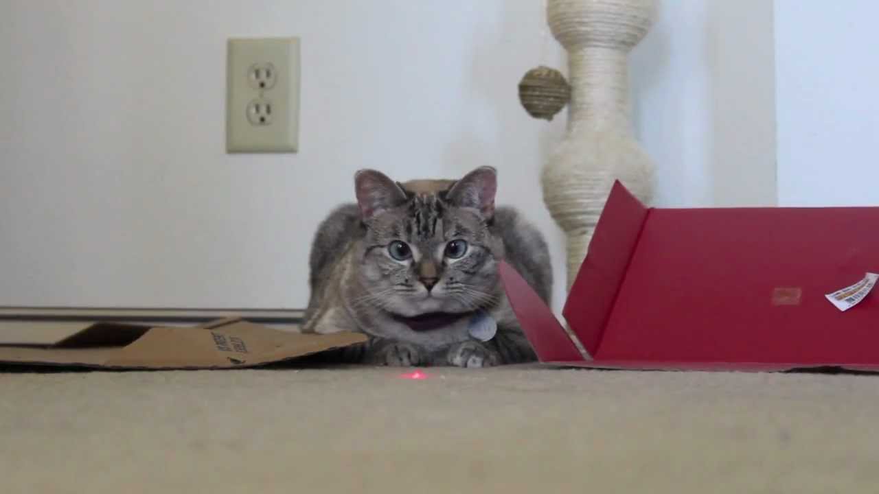 nala the cat - YouTube
