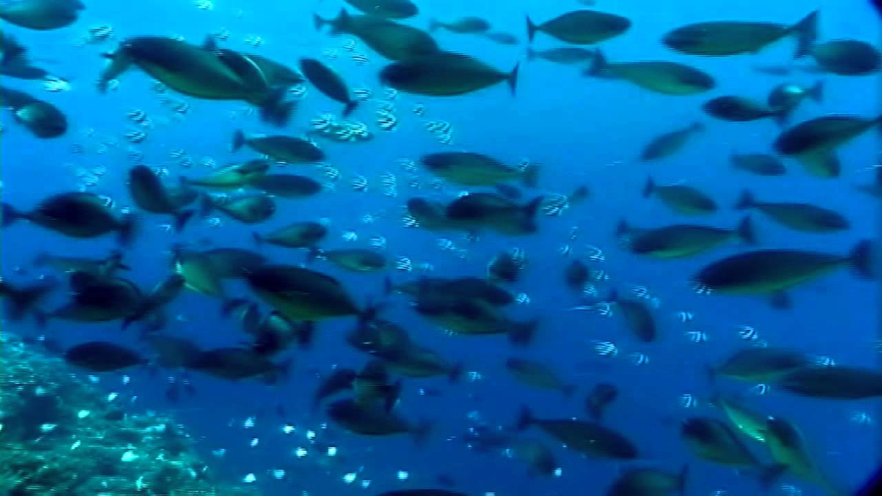 Best BG | Under Water Fish Free Background Stock Footage In HD - YouTube