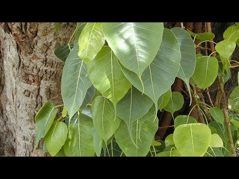 Фикус священный Эдем. 7 месяцев за 7 минут! Из семян во взрослое ...