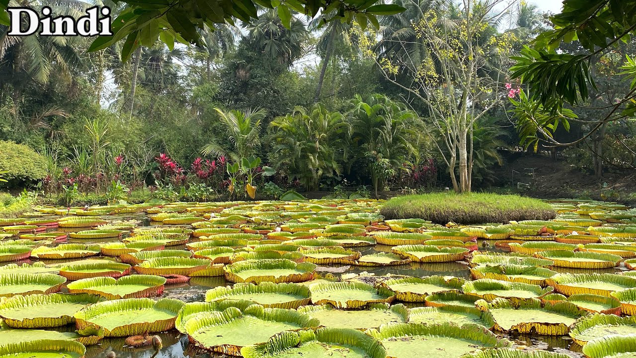 RVR Sarovar Portico- Dindi resort - beauty of Konaseema- Andhra Pradesh ...