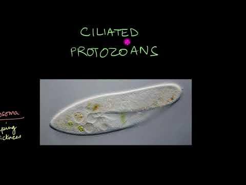 Protozoa | Biological Classification | Biology | Khan Academy - YouTube