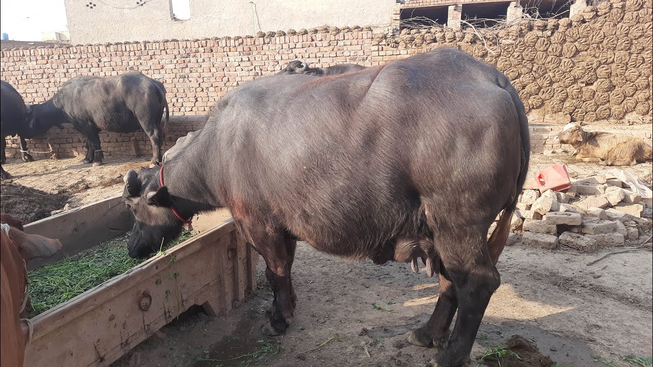 Beautiful pure neeli Ravi buffalo sale in Pakistan 03097525804 /24/02 ...