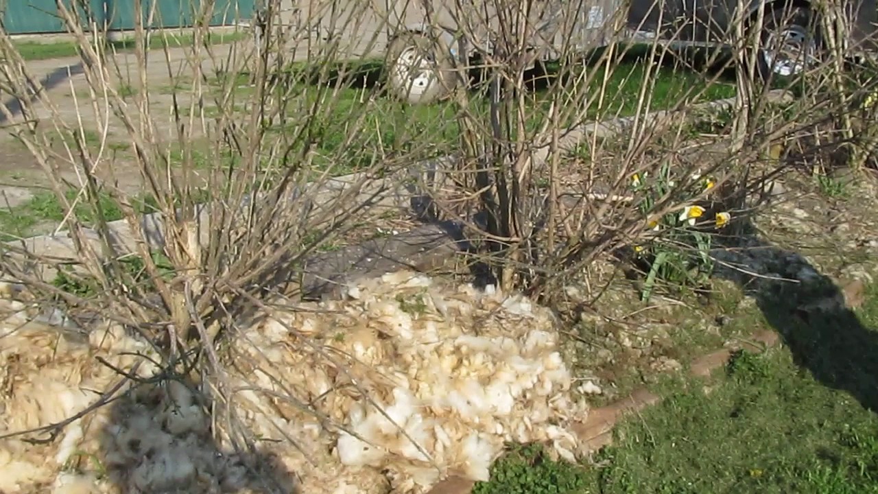 Using Wool for Mulch Part Two - YouTube