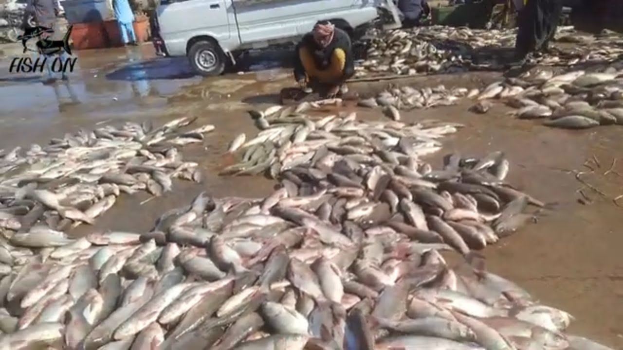 Fish Harvesting From Pond | Day 2nd | 10-January-2021 | Fish Farming ...