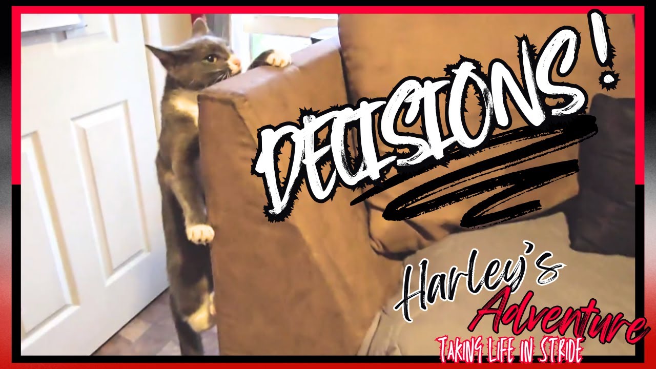 Indecisive Cat - YouTube