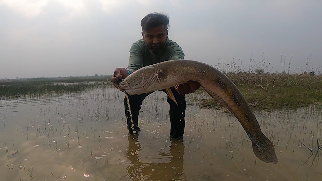 AMAZING SNAKE HEAD FISHING, मरल का शिकार, DRONE VIEW - YouTube