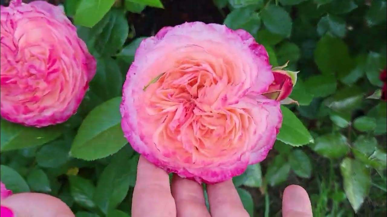 27июня24гЦветут розы.Чикаго Пис Пассион Ситроен,Сурир де Хавр, Ди Ди ...