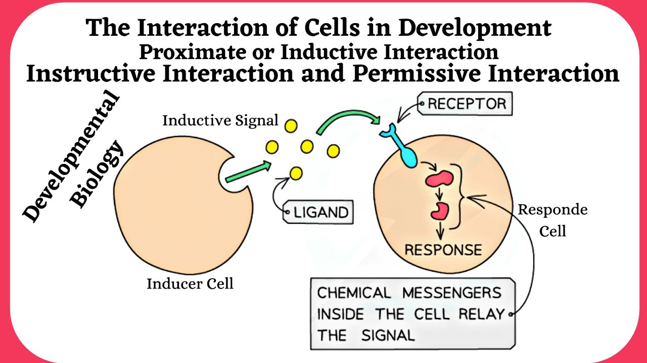 Instructive Interaction and Permissive Interaction - YouTube